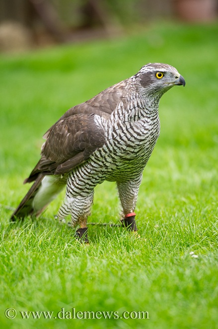 Photo gallery - Goshawks for sale - Dalemews Goshawks